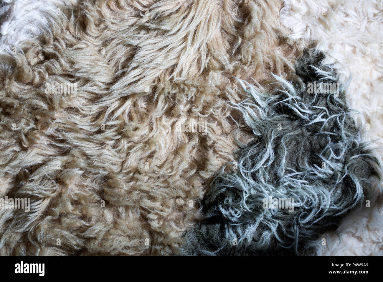 Background and texture of natural sheep's wool closeup Stock Photo - Alamy