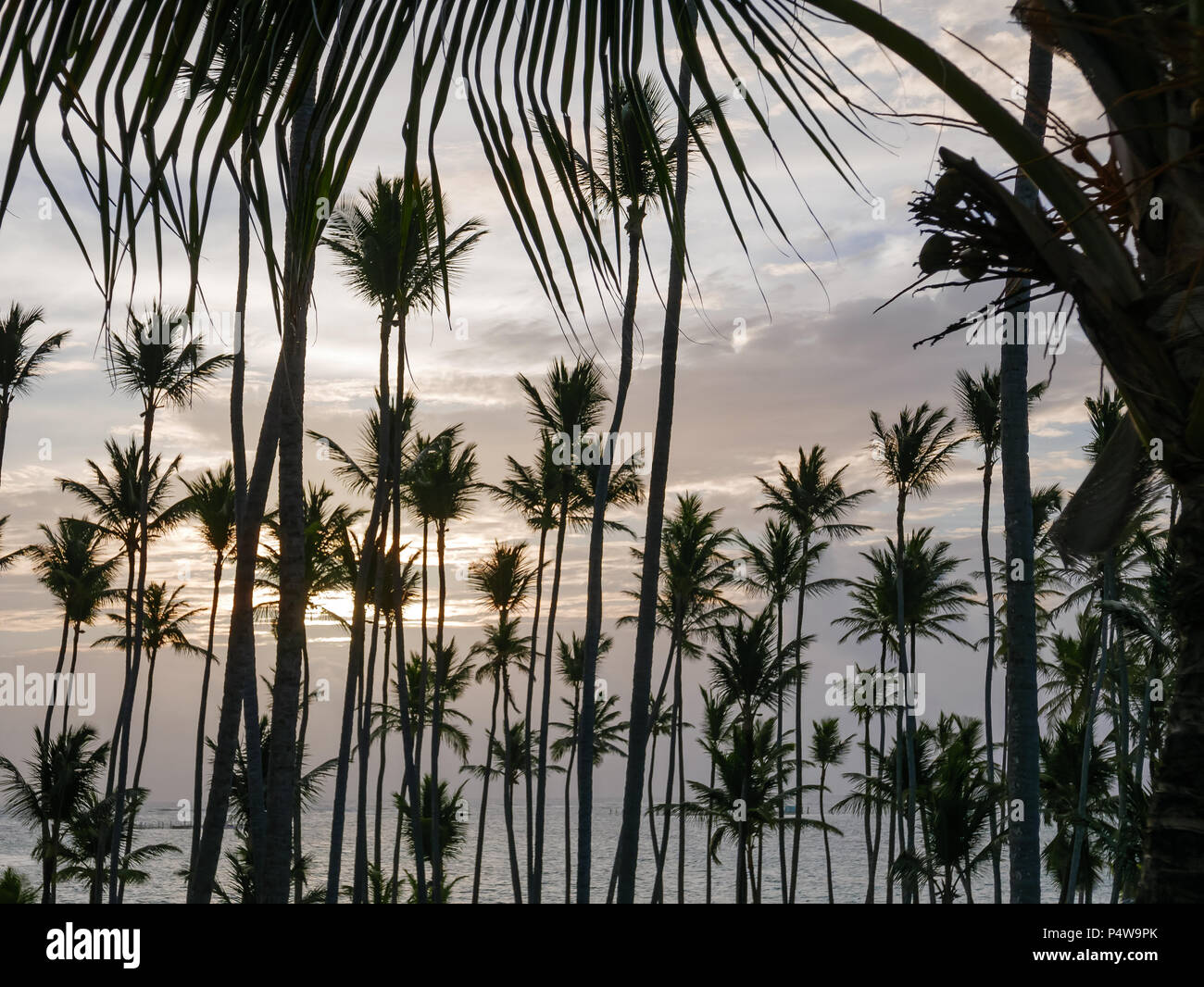 Tropical vegetation with high palms in Bavaro beach (Punta Cana ...