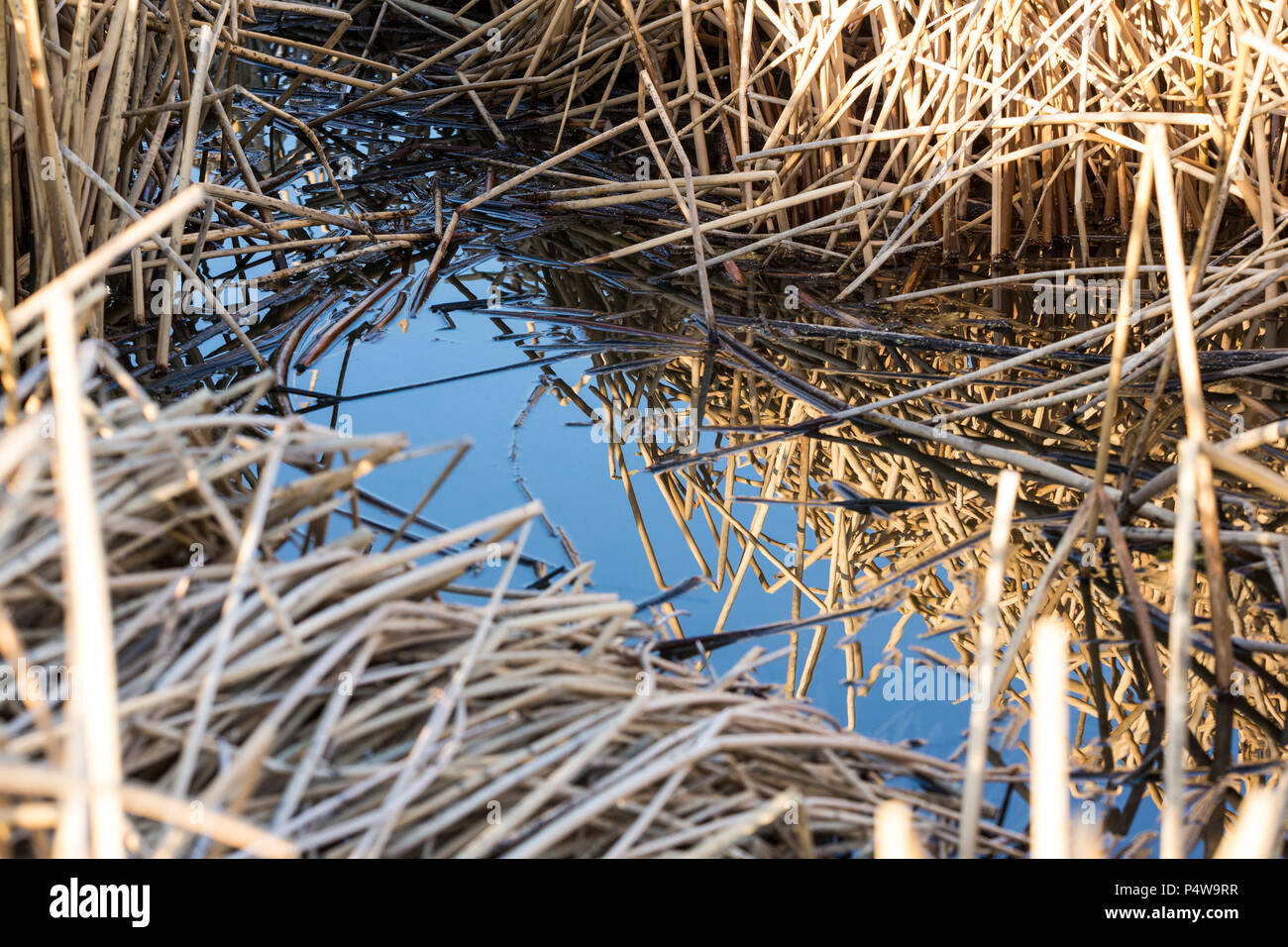 Reflections in a wetland pool with reeds Stock Photo - Alamy