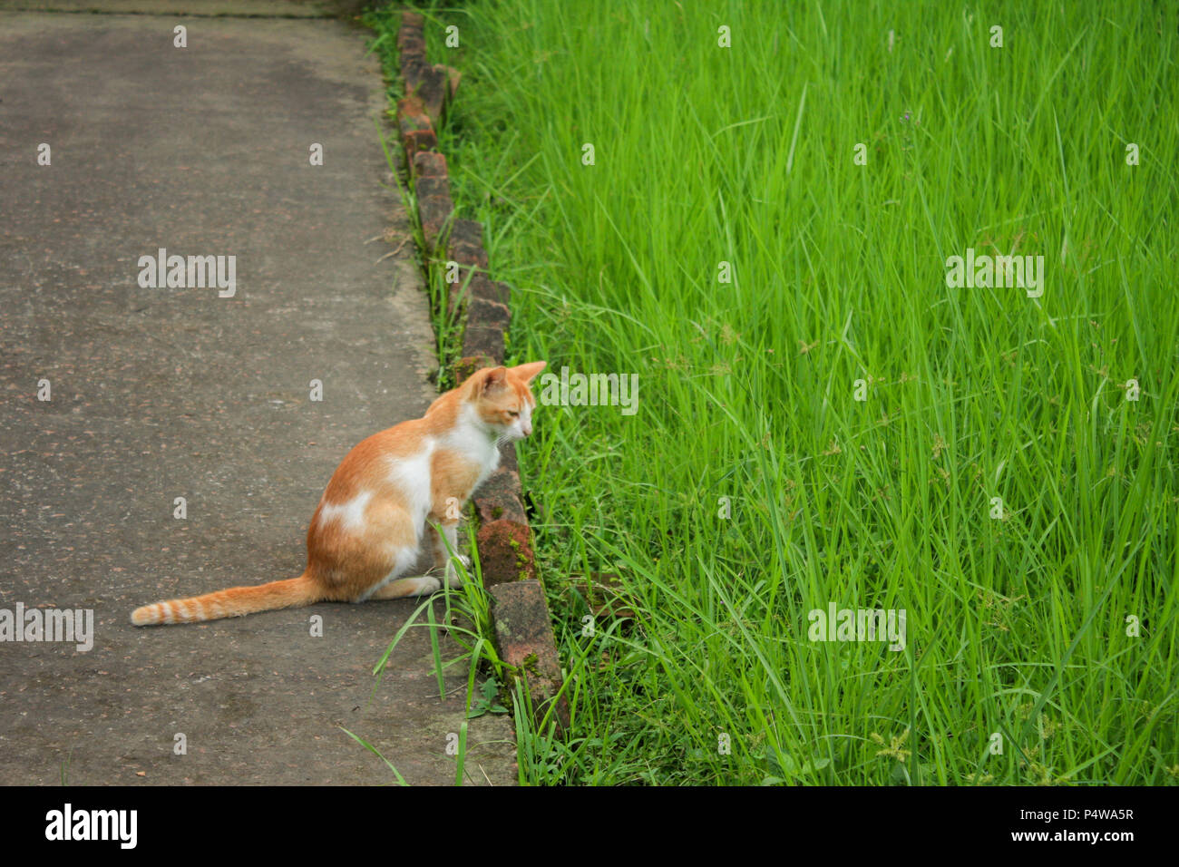 Cat beside hi-res stock photography and images - Alamy