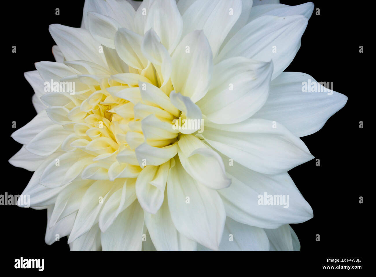 white chrysanthemum button flower Stock Photo - Alamy