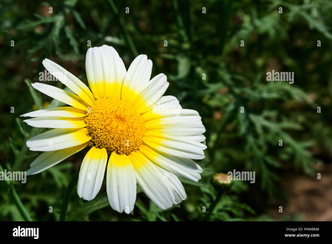 Single glower hi-res stock photography and images - Alamy