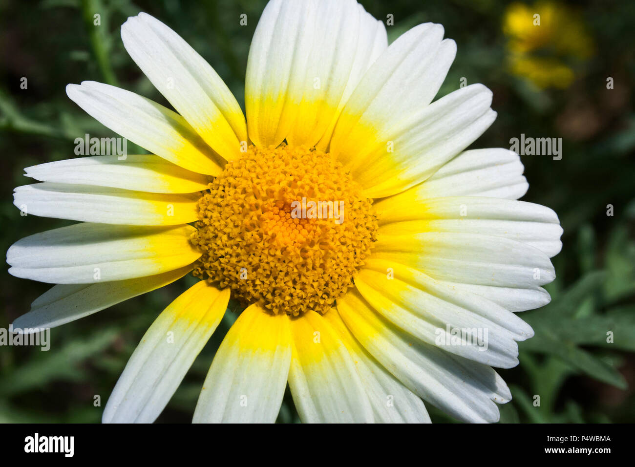 Single glower hi-res stock photography and images - Alamy