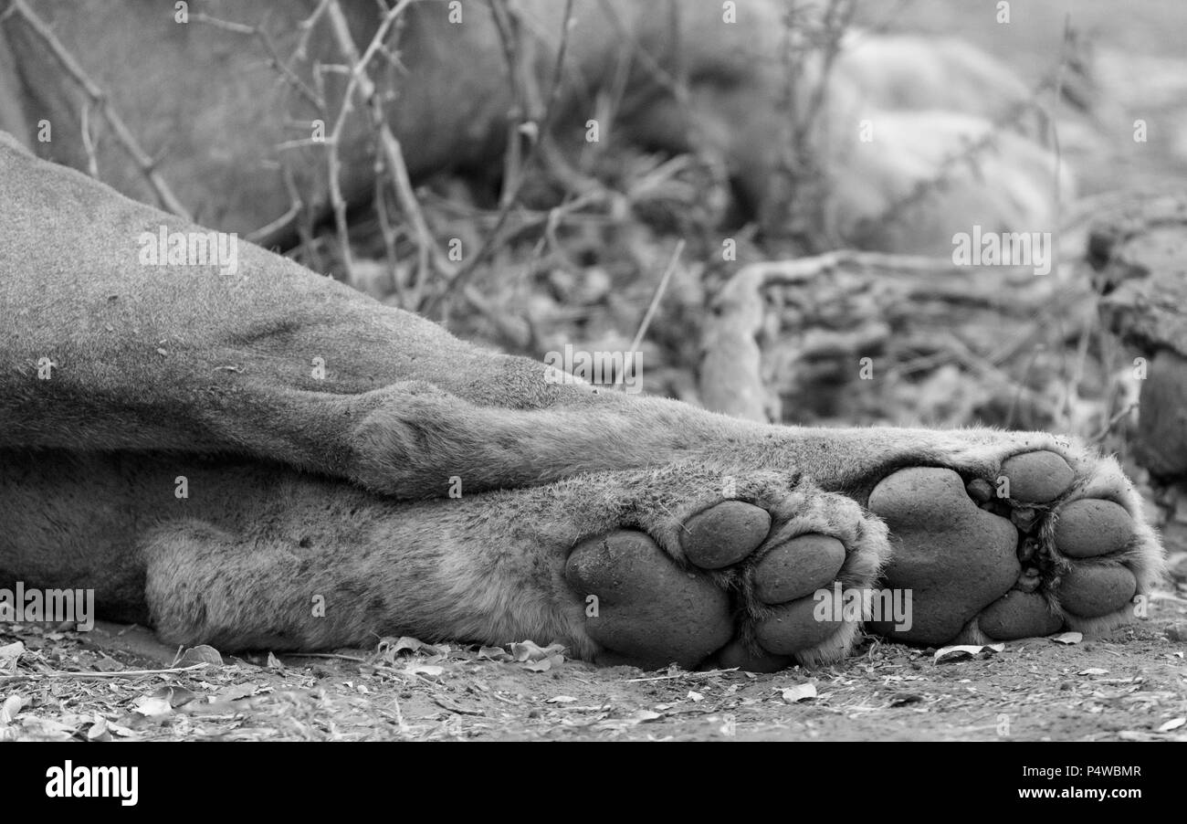 Lion paws hi-res stock photography and images - Alamy