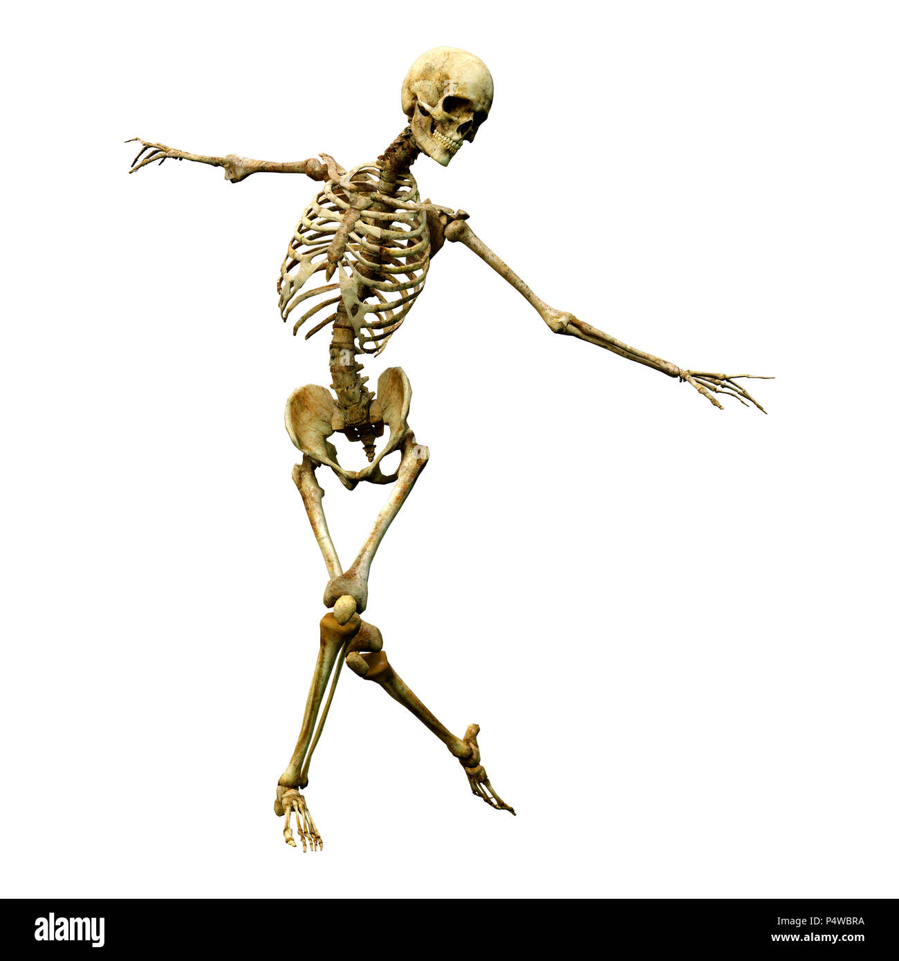3D rendering of a human skeleton isolated on white background Stock ...