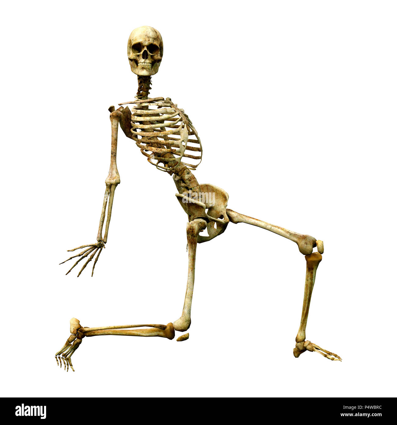3D rendering of a human skeleton isolated on white background Stock ...