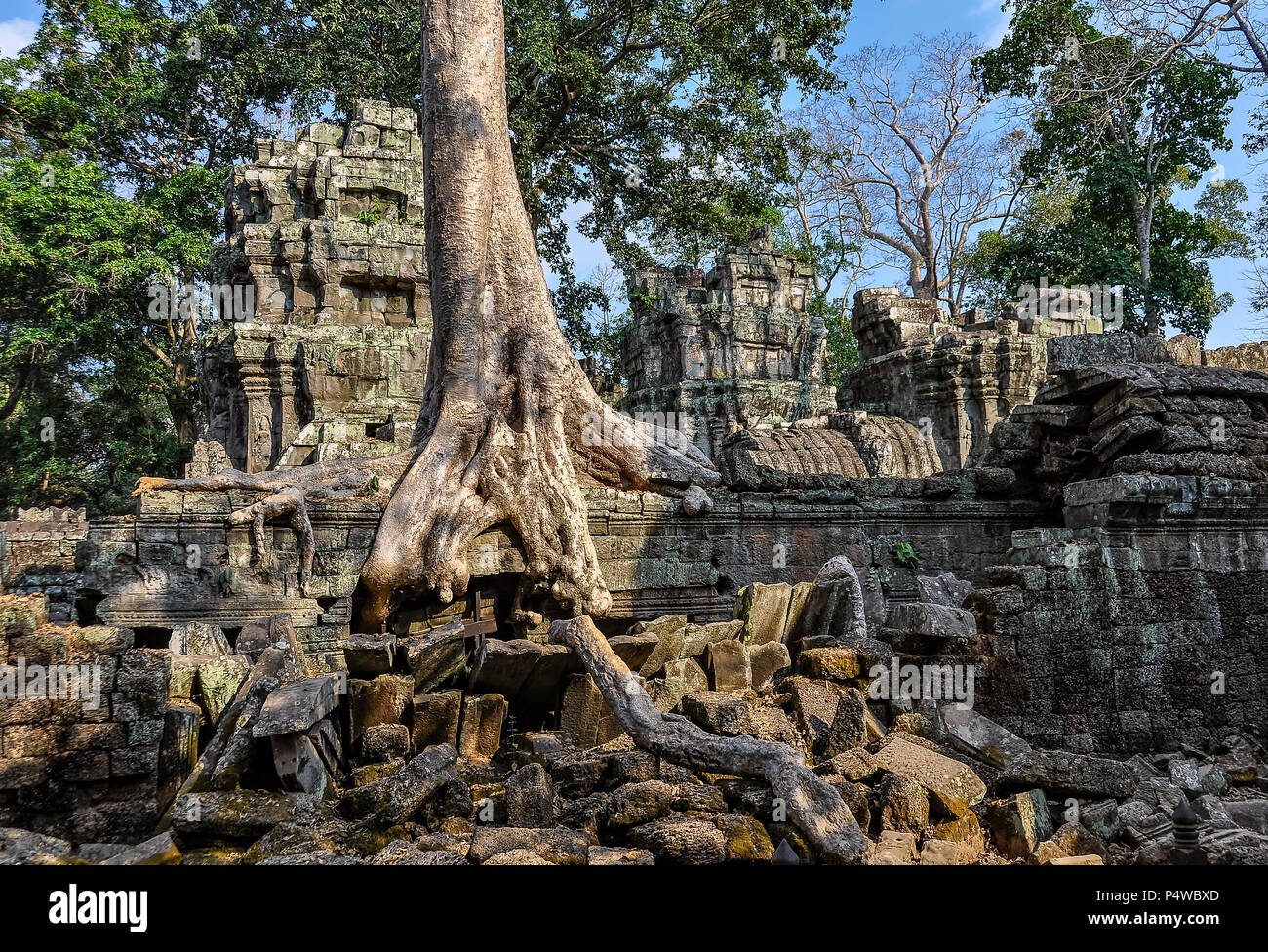 Trees in Ta Phrom Temple in the ancient city of Angkor Wat, Cambodia ...