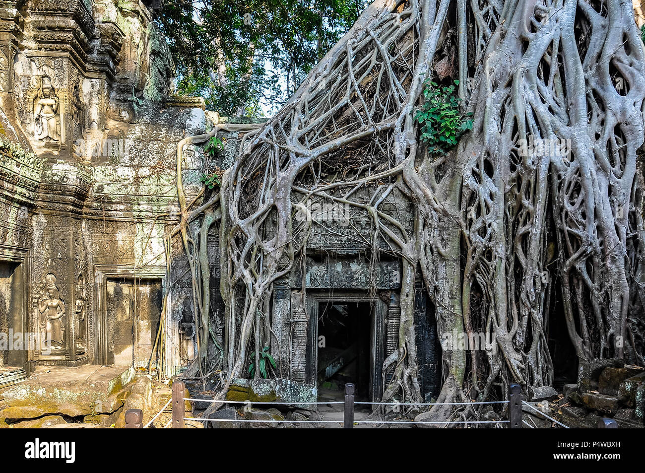 Trees in Ta Phrom Temple in the ancient city of Angkor Wat, Cambodia ...