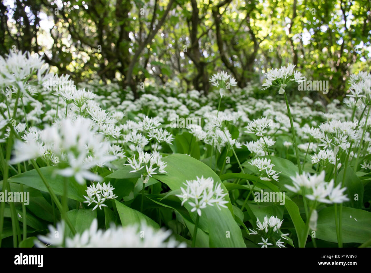 Wild garlic shot during a walk through the Black Glen Forest In ...