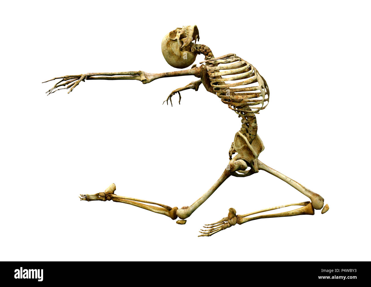 3D rendering of a human skeleton isolated on white background Stock ...