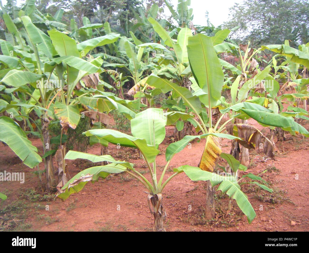 Indian Banana Cultivation Stock Photo - Alamy