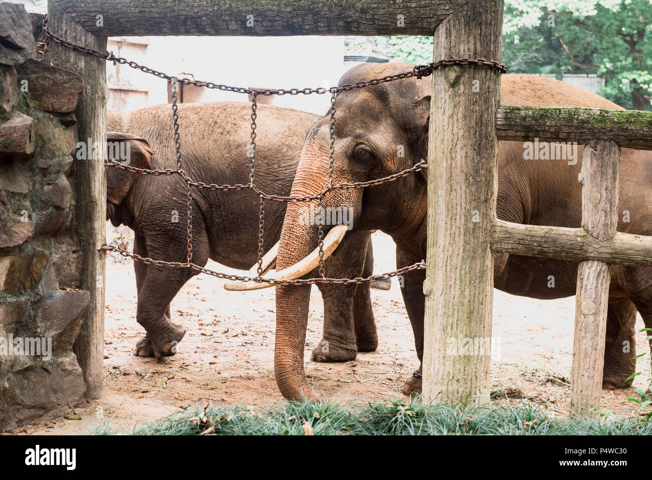 China elephant in the Hangzhou Zoo Stock Photo - Alamy
