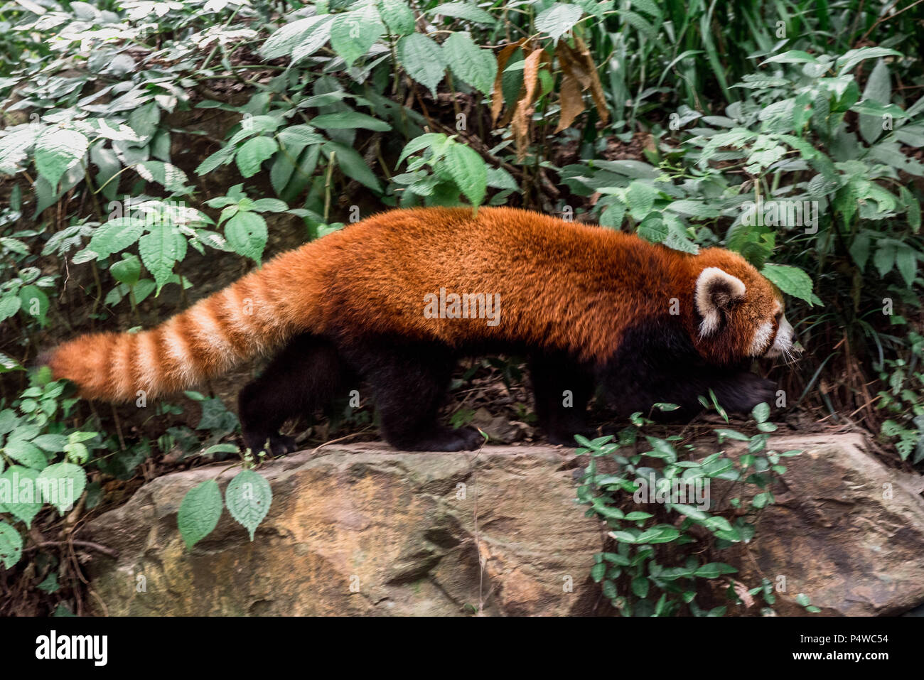 The Red Panda or firefox in the Hangzhou Zoo Stock Photo - Alamy