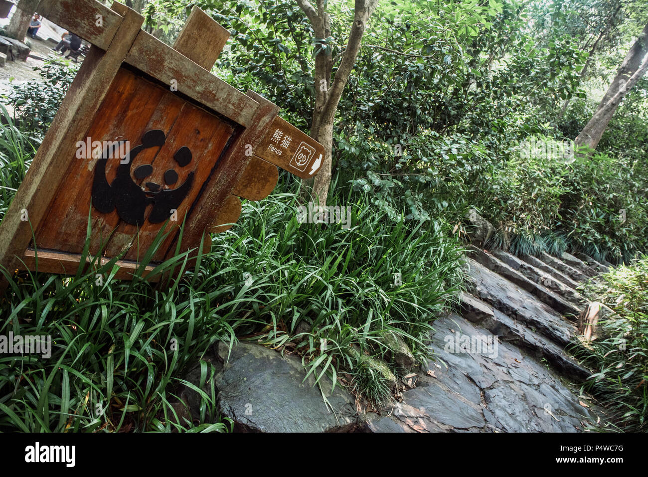 Giant panda is eating bamboo in the Hangzhou Zoo Stock Photo - Alamy