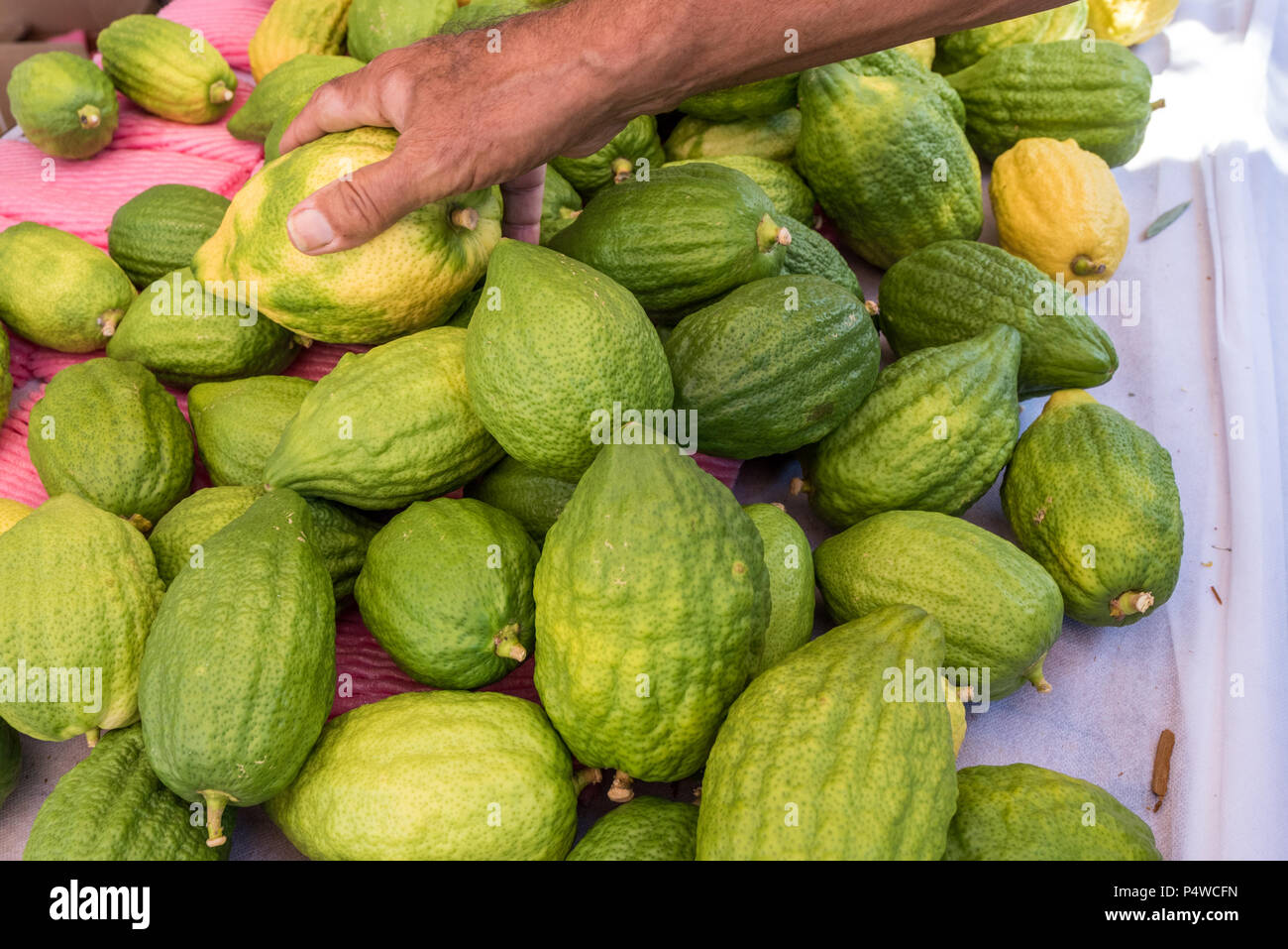 Israel, Tel Aviv - 4 October 2017: Etrog sold at the sukkot market on ...