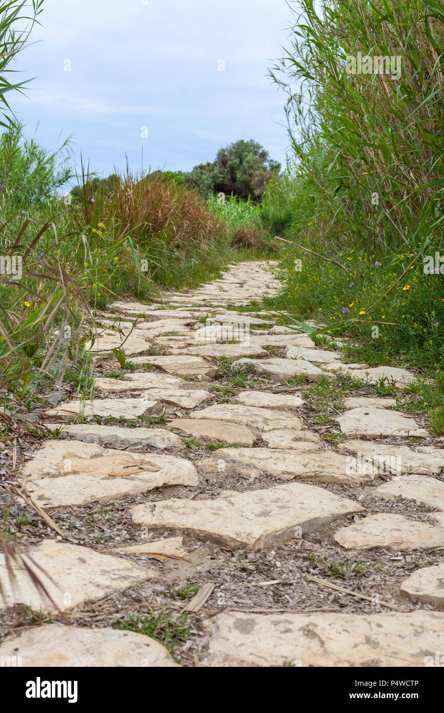 Narrow pathway heading to wilderness. Grass and falling leaves covering ...