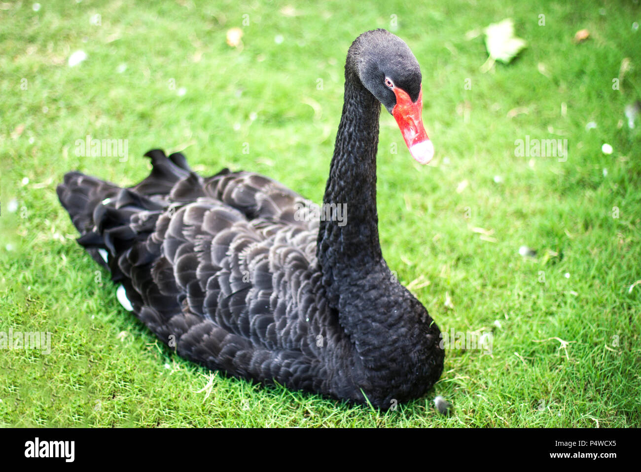 Black swan sits on a green grass Stock Photo - Alamy