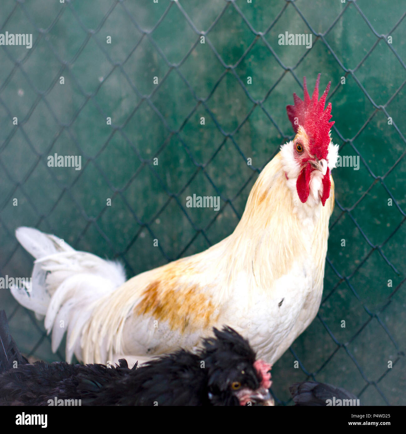 Portrait of a beautiful rooster with the red comb Stock Photo - Alamy