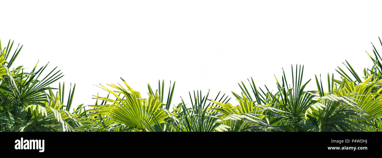 Palm leaf border hi-res stock photography and images - Alamy