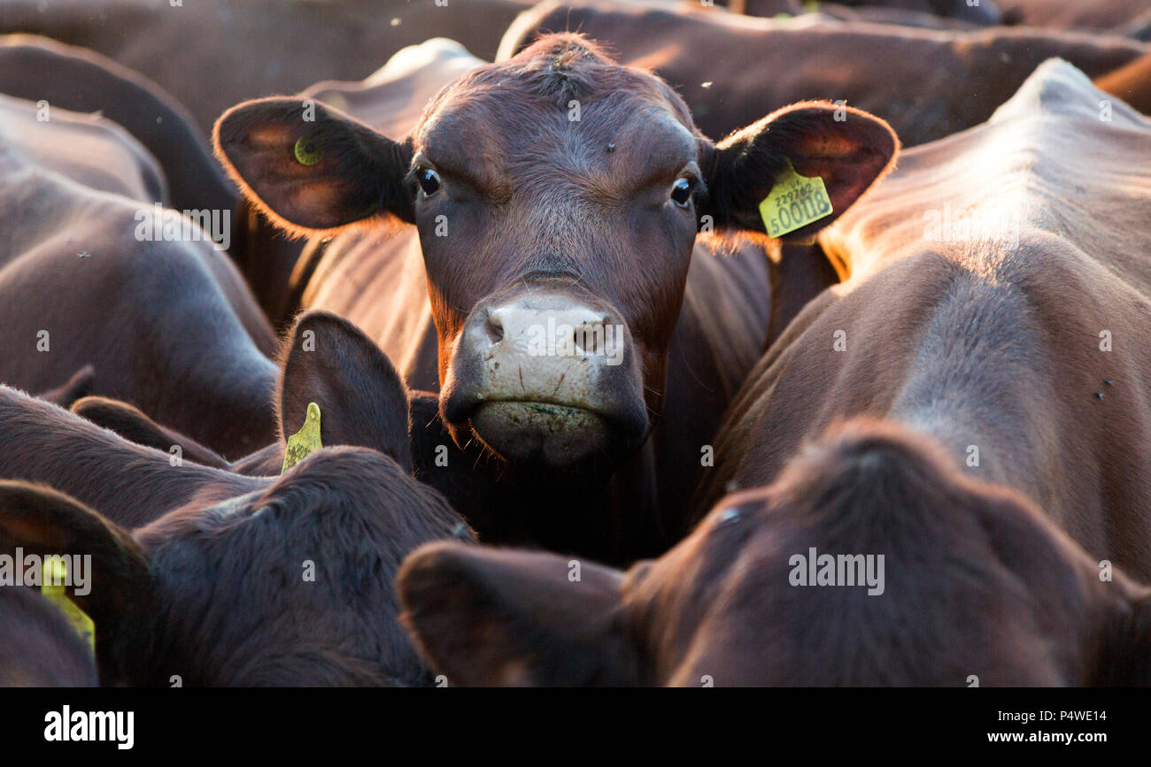 Young red poll cattle crowded together, Sutton, Suffolk, England, Uk ...
