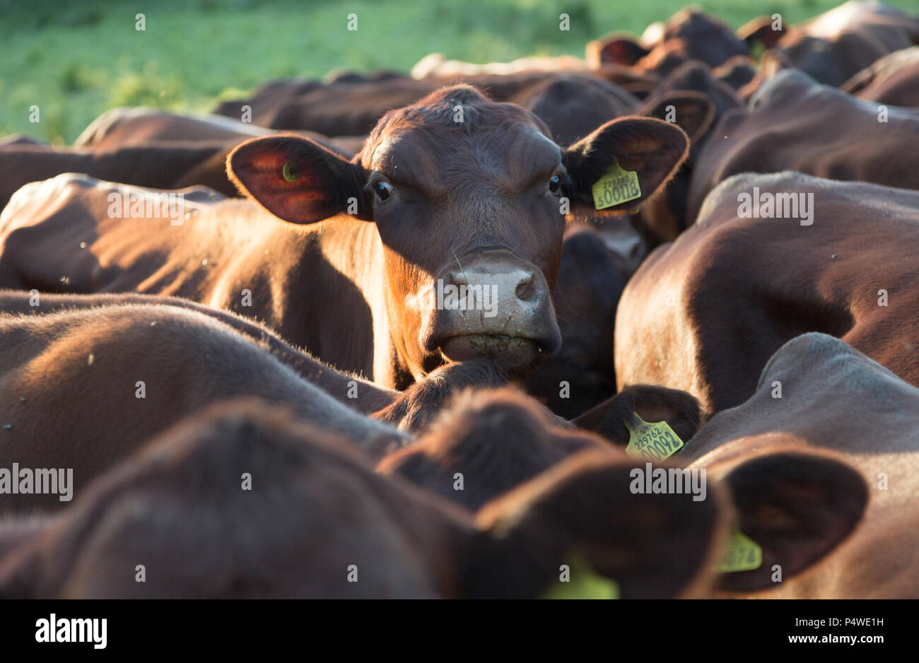 Young red poll cattle crowded together, Sutton, Suffolk, England, Uk ...