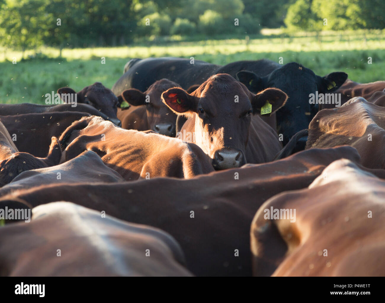 Crowded cows hi-res stock photography and images - Alamy
