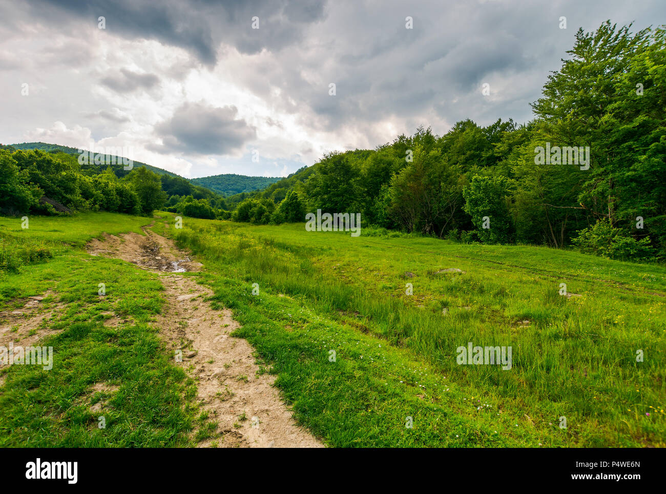 country road hides in the woods. lovely countryside scenery in ...
