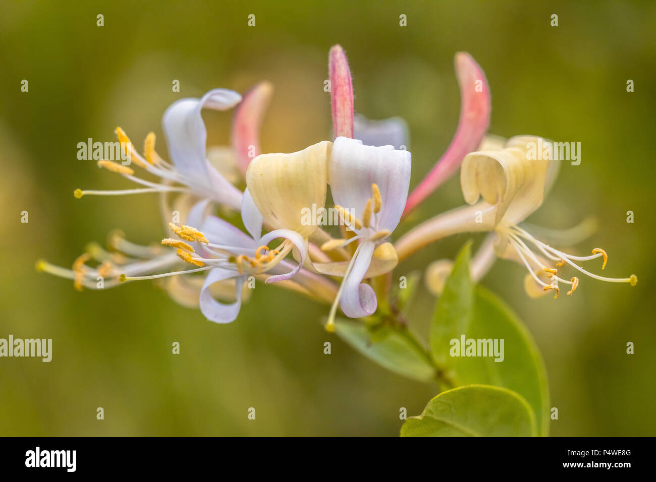 Perfoliate honeysuckle lonicera caprifolium hi-res stock photography ...