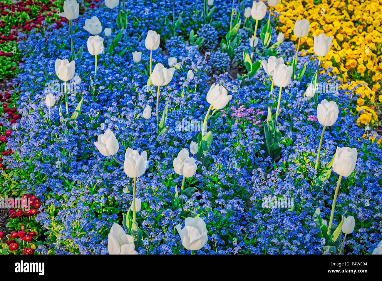 Spring flower rows on a beautiful sunny day in city park Stock Photo ...