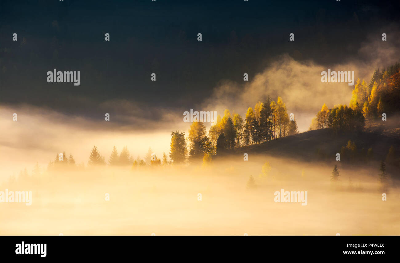 row of trees on hillside in rising fog. gorgeous scenery in mountains ...