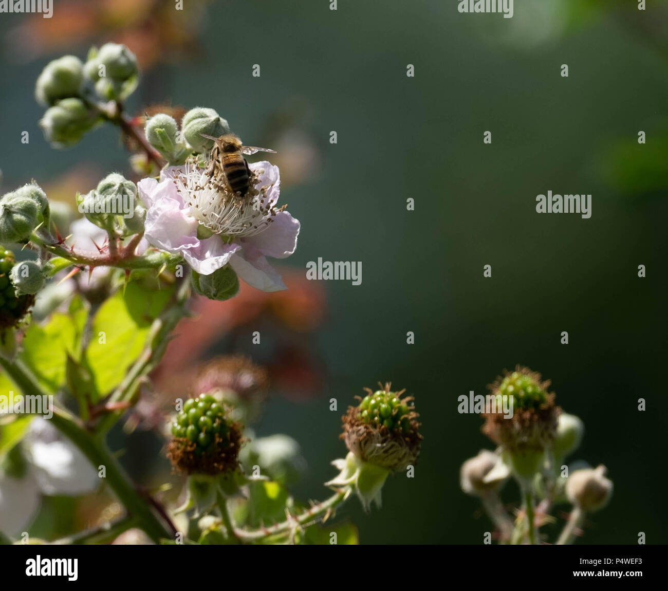 bee collecting honey close up Stock Photo - Alamy
