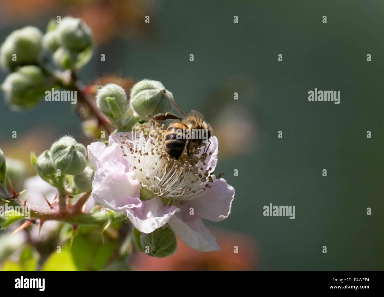 bee collecting honey close up Stock Photo - Alamy