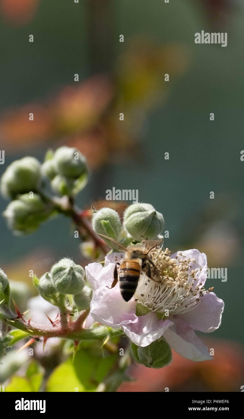 bee collecting honey close up Stock Photo - Alamy