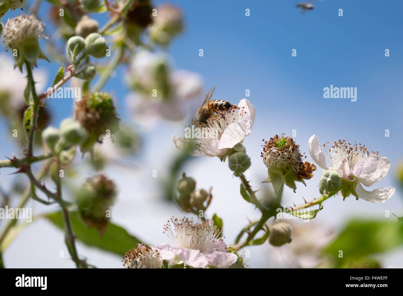 bee collecting honey close up Stock Photo - Alamy