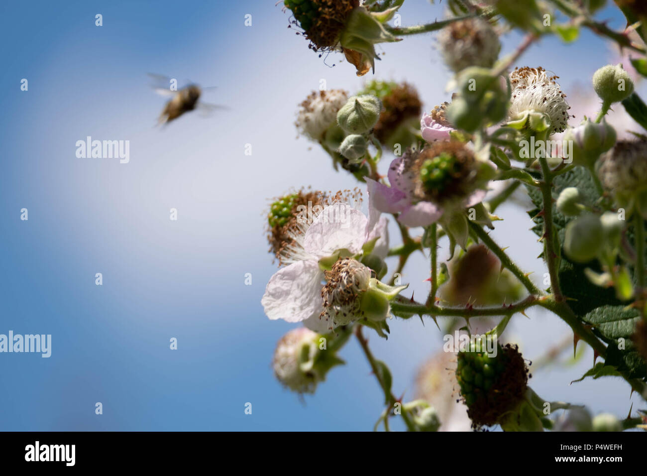 bee collecting honey close up Stock Photo - Alamy