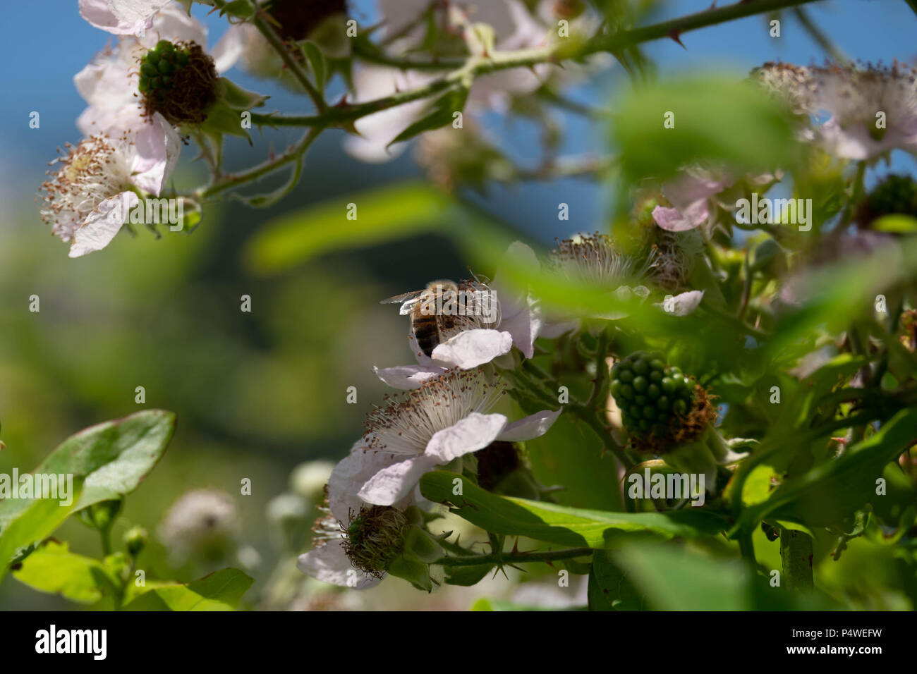 bee collecting honey close up Stock Photo - Alamy