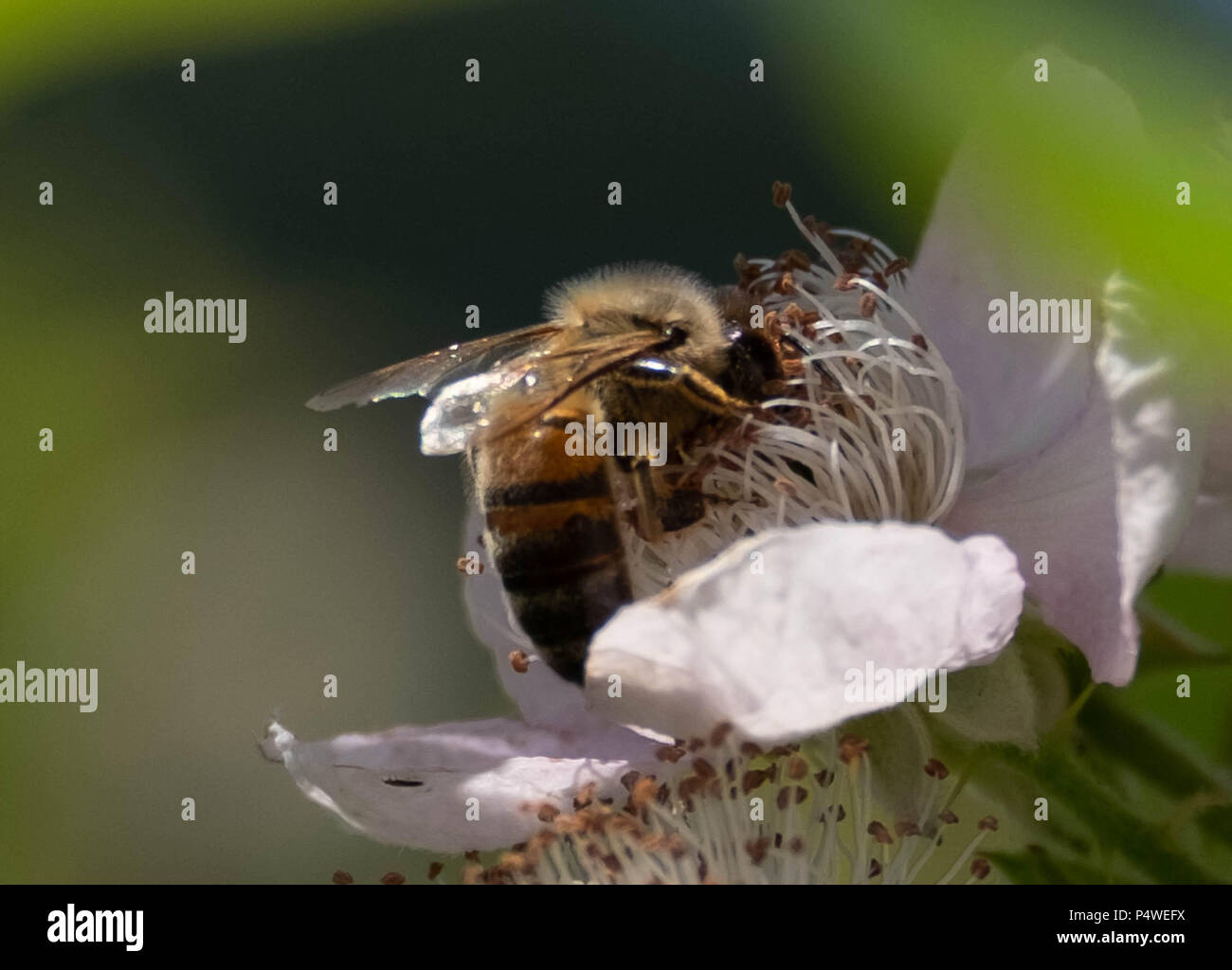 bee collecting honey close up Stock Photo - Alamy