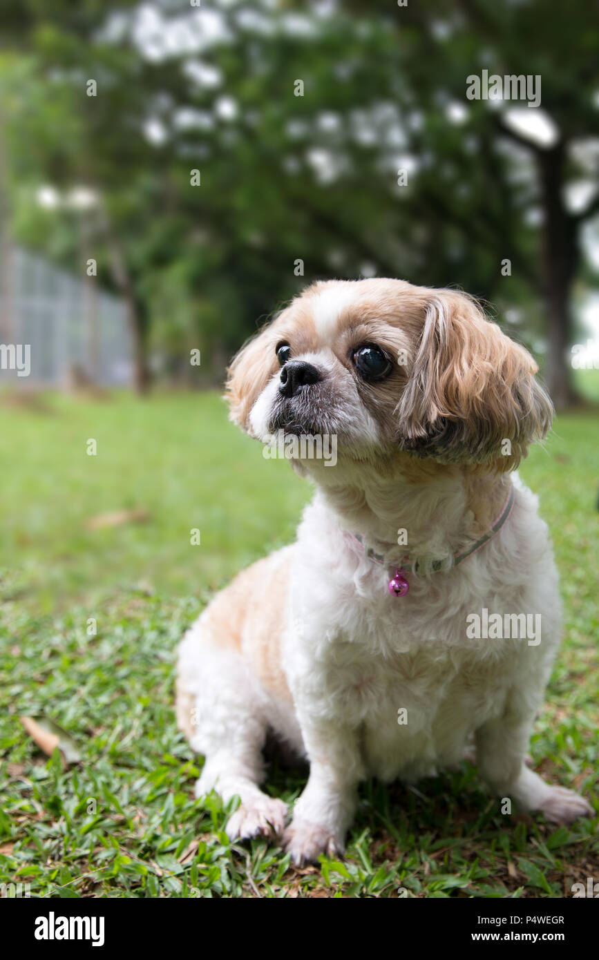 Portrait of a cute Shih Tzu dog Stock Photo - Alamy