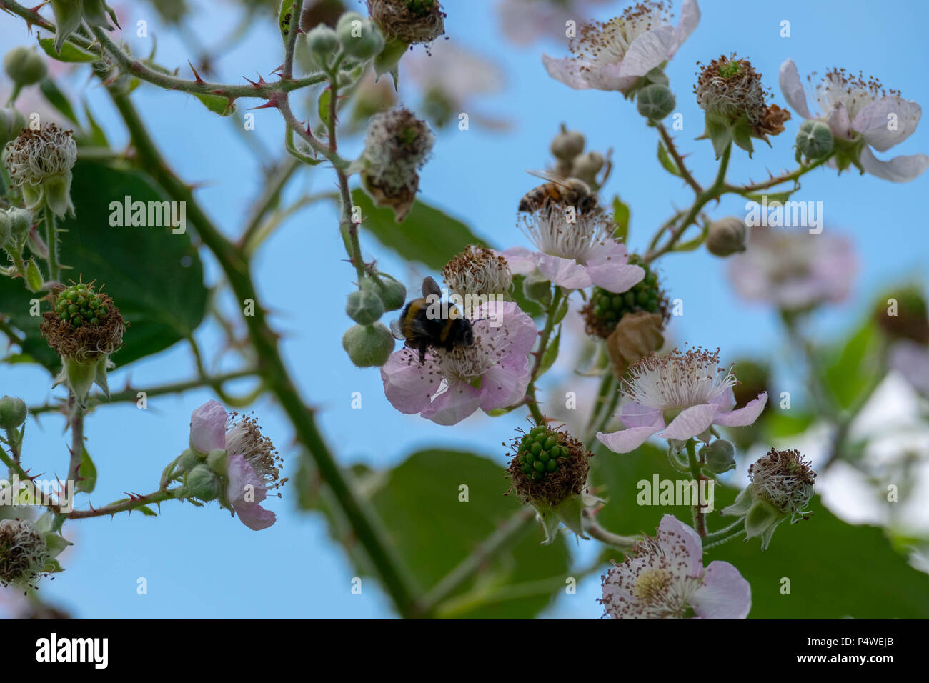 bee collecting honey close up Stock Photo - Alamy