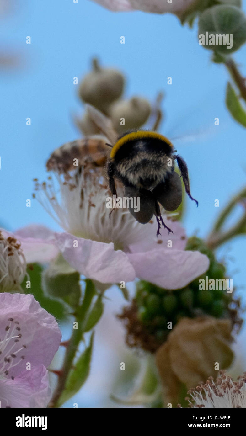 bee collecting honey close up Stock Photo - Alamy