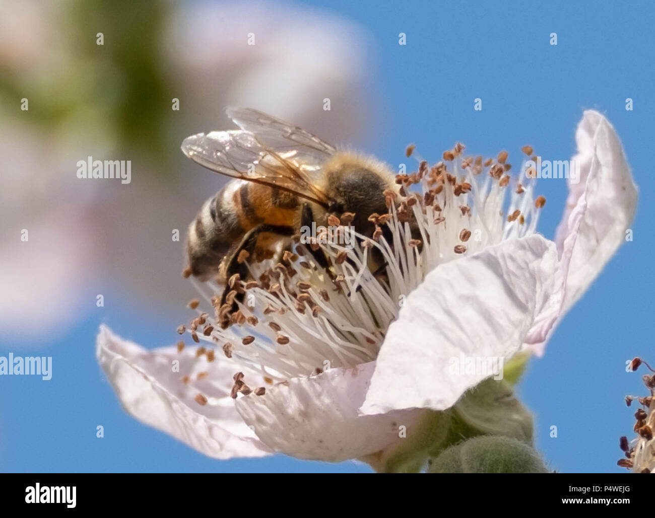 bee collecting honey close up Stock Photo - Alamy