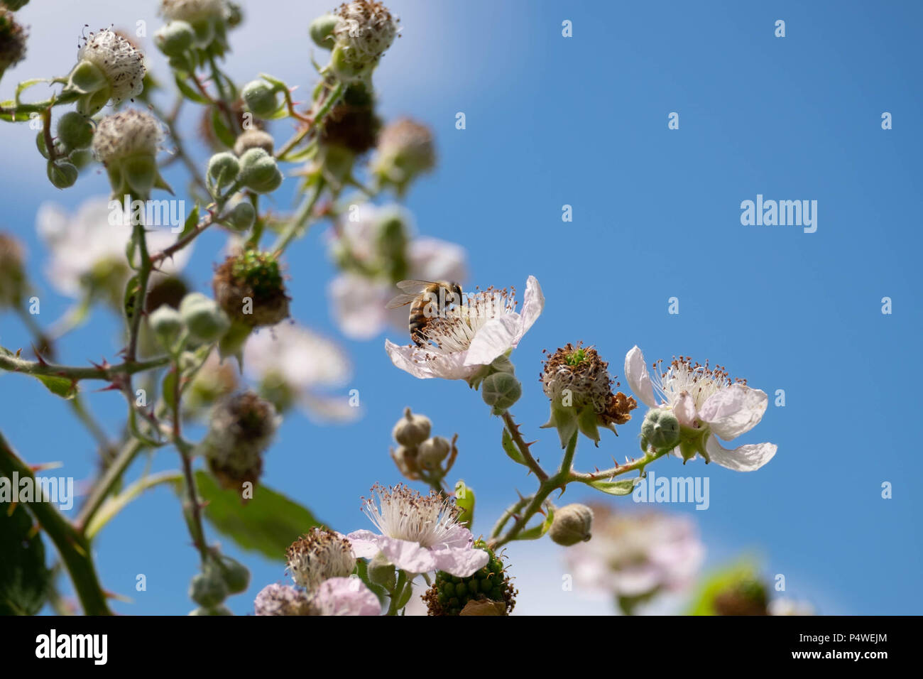 bee collecting honey close up Stock Photo - Alamy