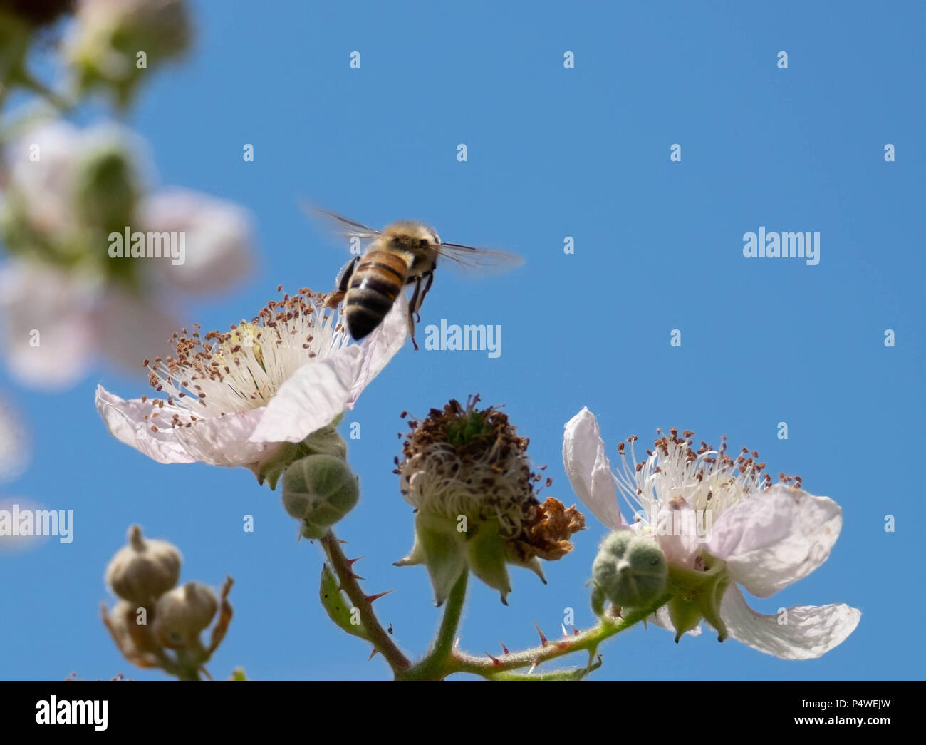 bee collecting honey close up Stock Photo - Alamy