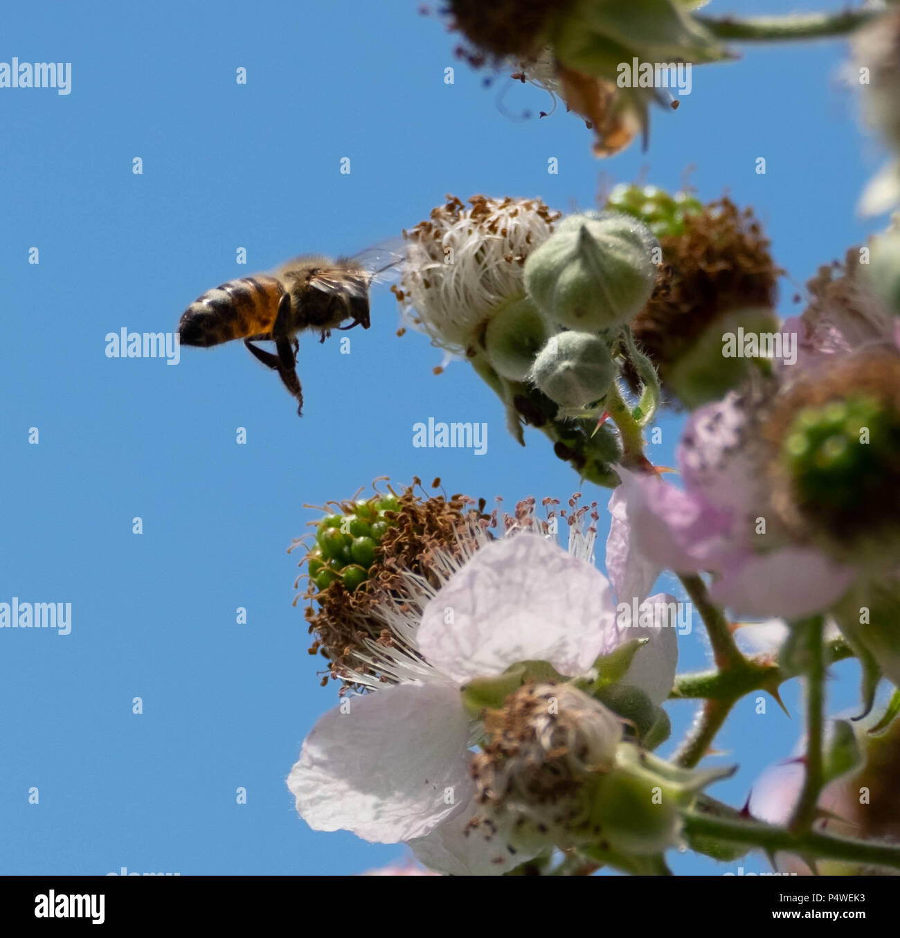 bee collecting honey close up Stock Photo - Alamy