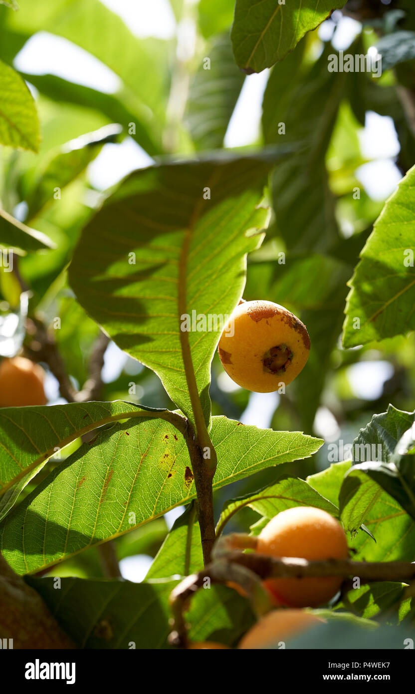 Group of medlars in a tree Stock Photo - Alamy