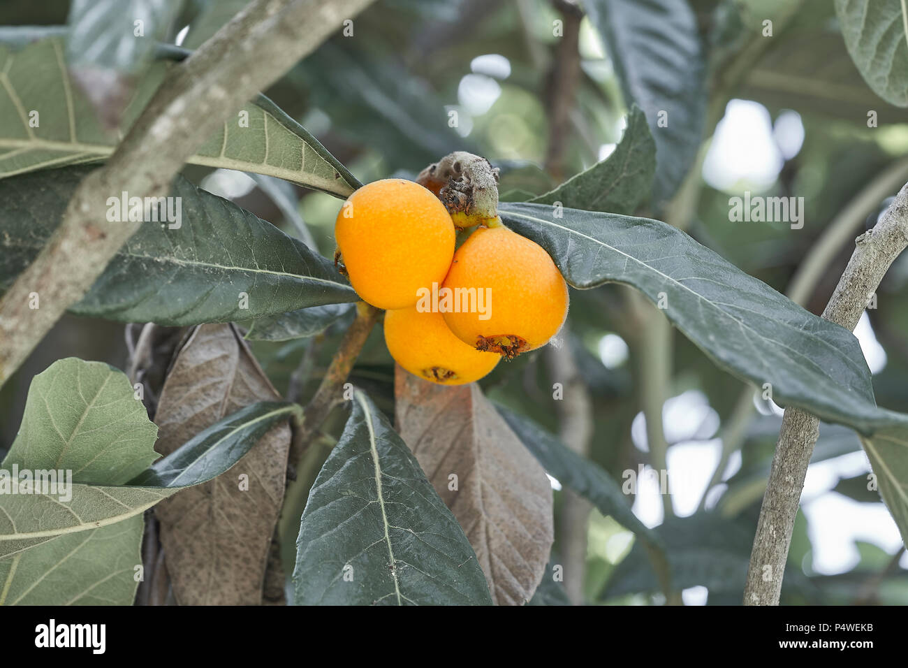 Group of medlars in a tree Stock Photo - Alamy
