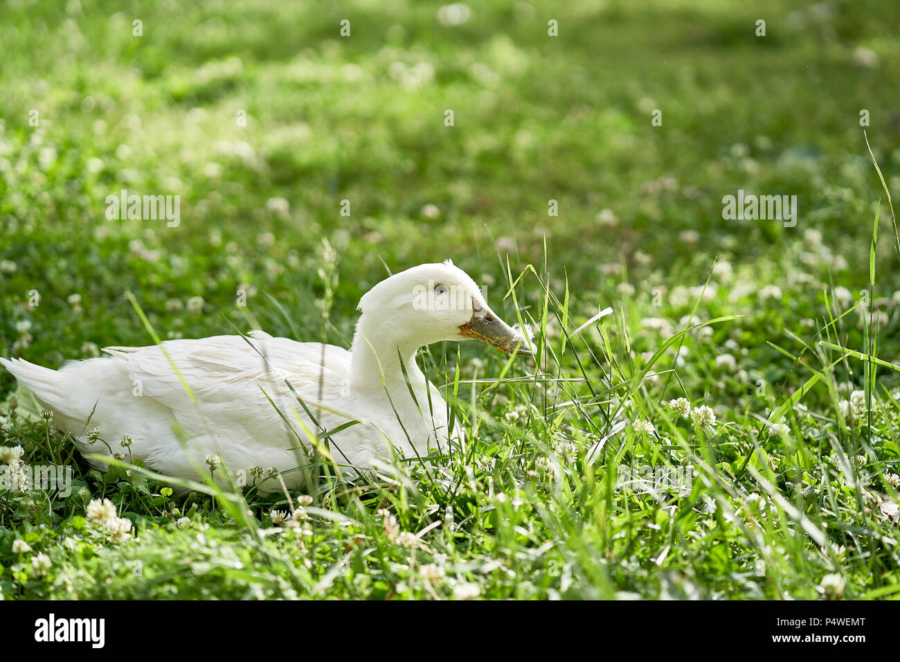Alone duck in the park Stock Photo - Alamy
