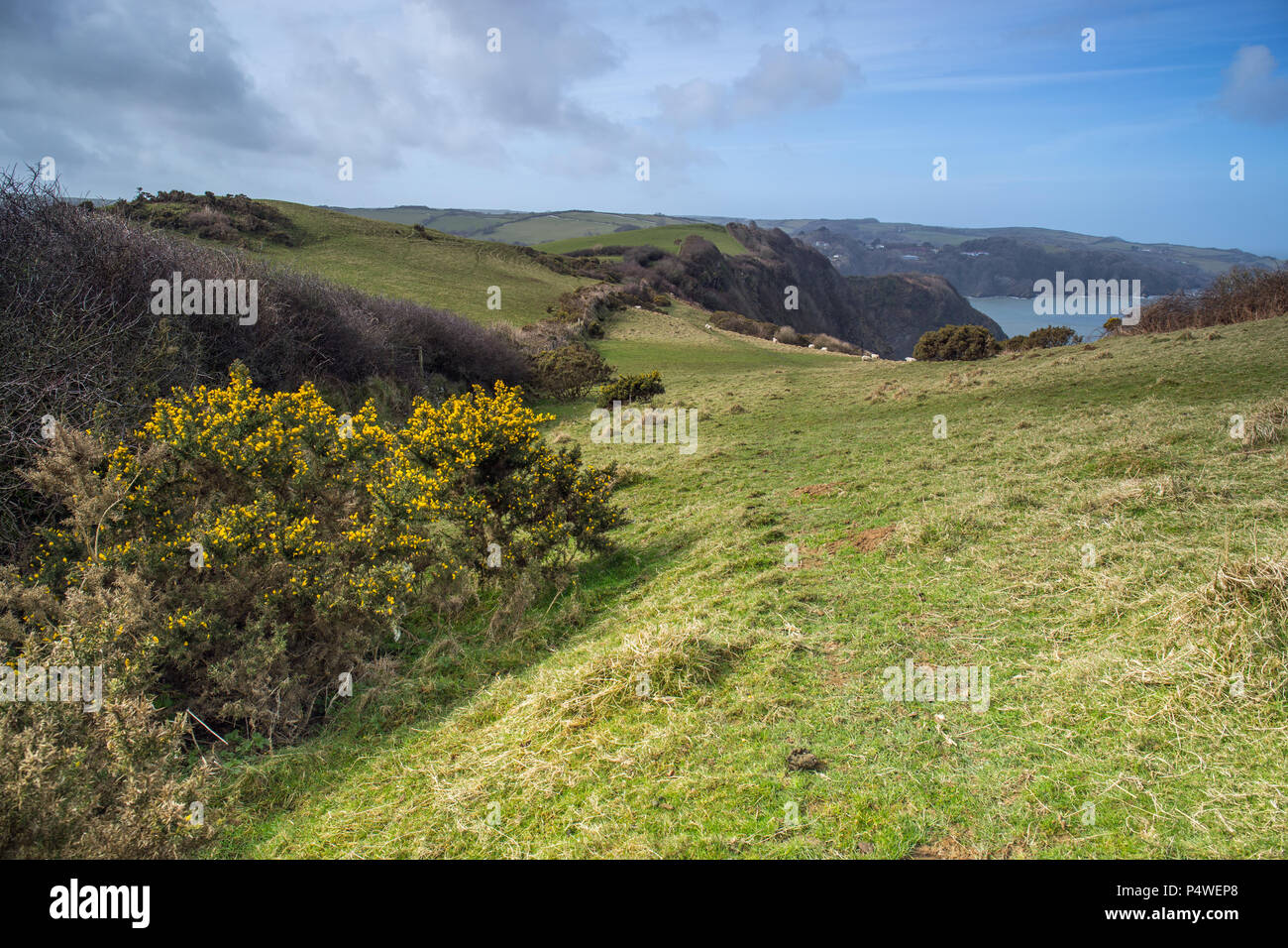 Walking the coast path between Watermouth Cove and Combe Martin in ...