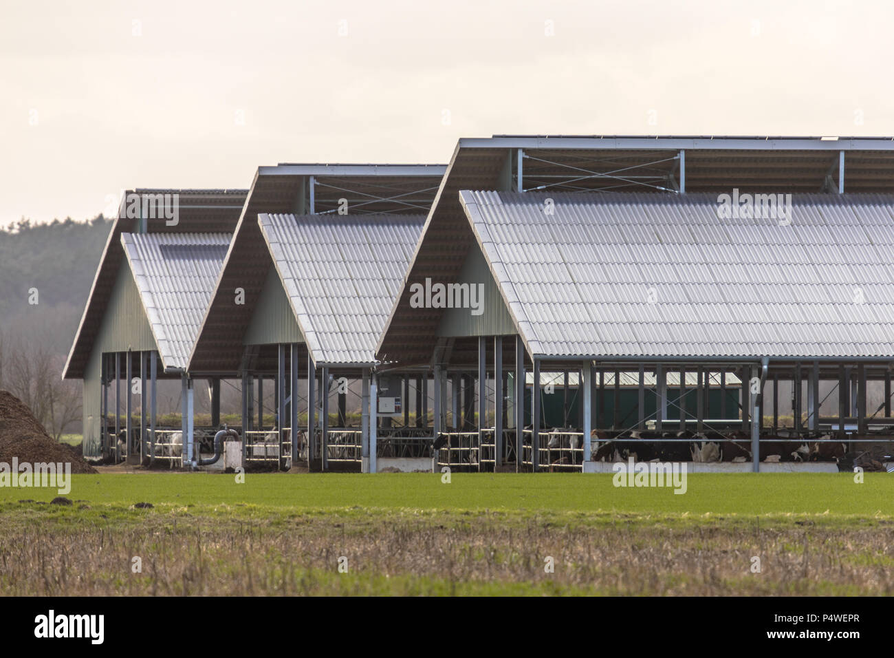 Three giant open cowshed barns at factory farm in Germany Stock Photo ...