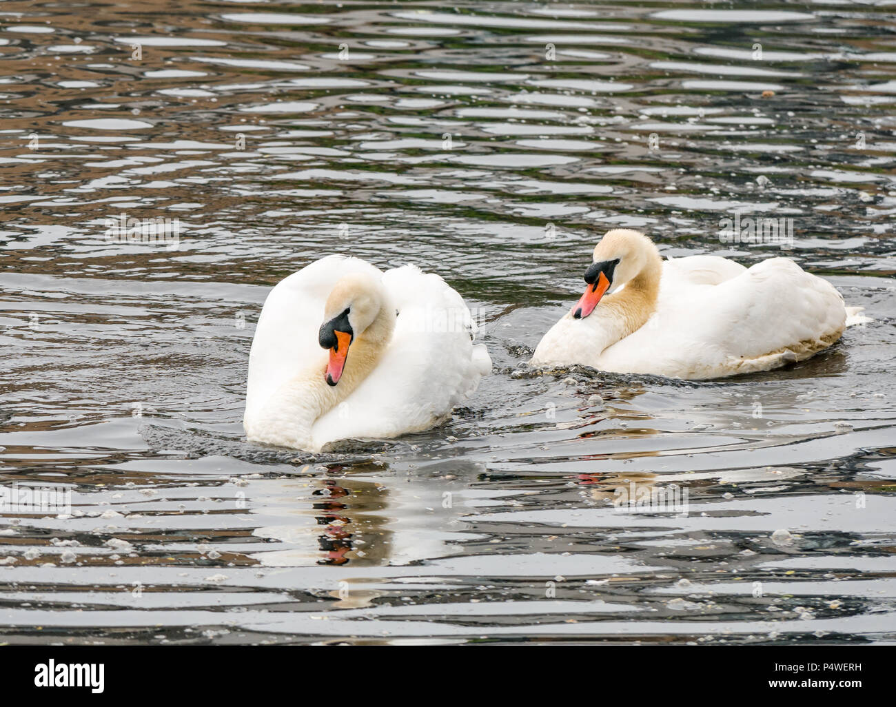 Mute swans mating hi-res stock photography and images - Alamy
